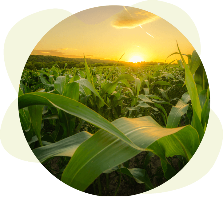 Biosmart-co - Disagro Costa Rica