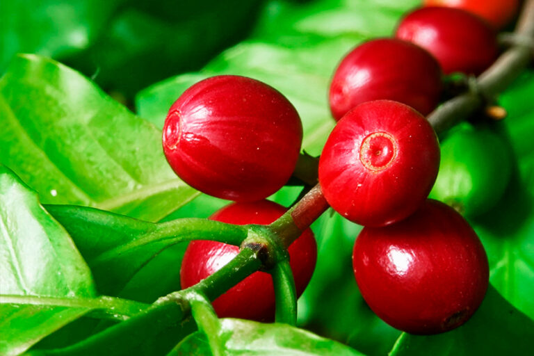 Shop - Disagro Costa Rica